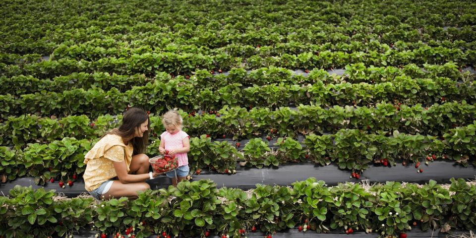 Rangitāiki Plains | Whakatāne NZ