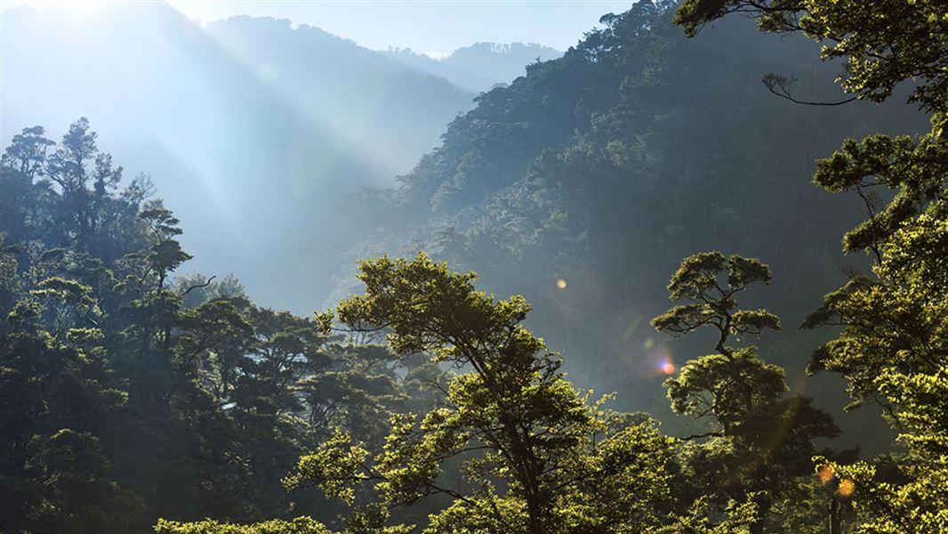 Whirinaki Te Pua-a-Tāne: Walking Trails | Whakatāne NZ