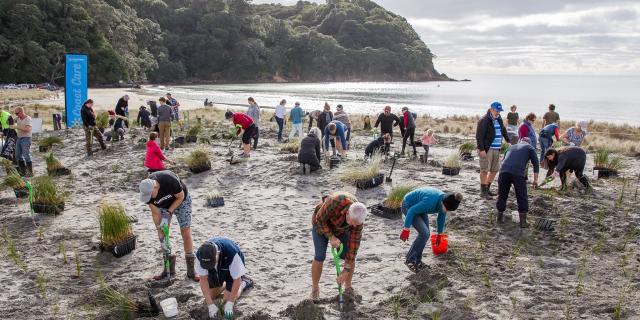 Dune Planting at West End | Whakatāne NZ