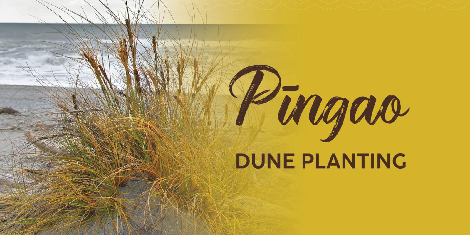 Pīngao Dune Planting | Whakatāne NZ